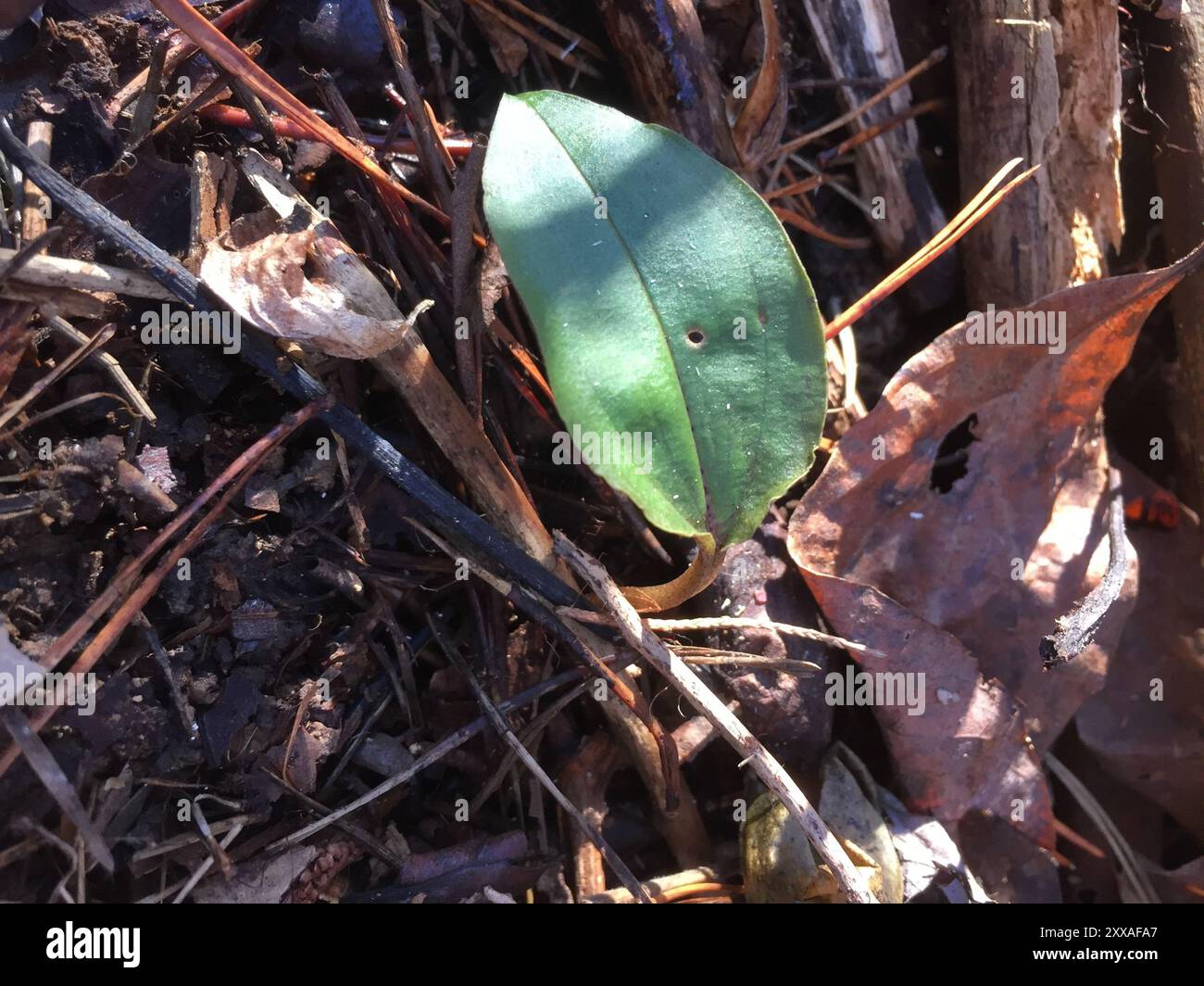 crane-fly orchid (Tipularia discolor) Plantae Stock Photo - Alamy