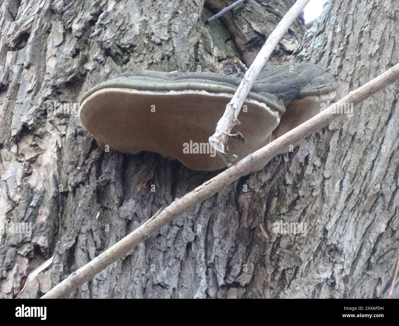 Willow Bracket (Phellinus igniarius) Fungi Stock Photo - Alamy