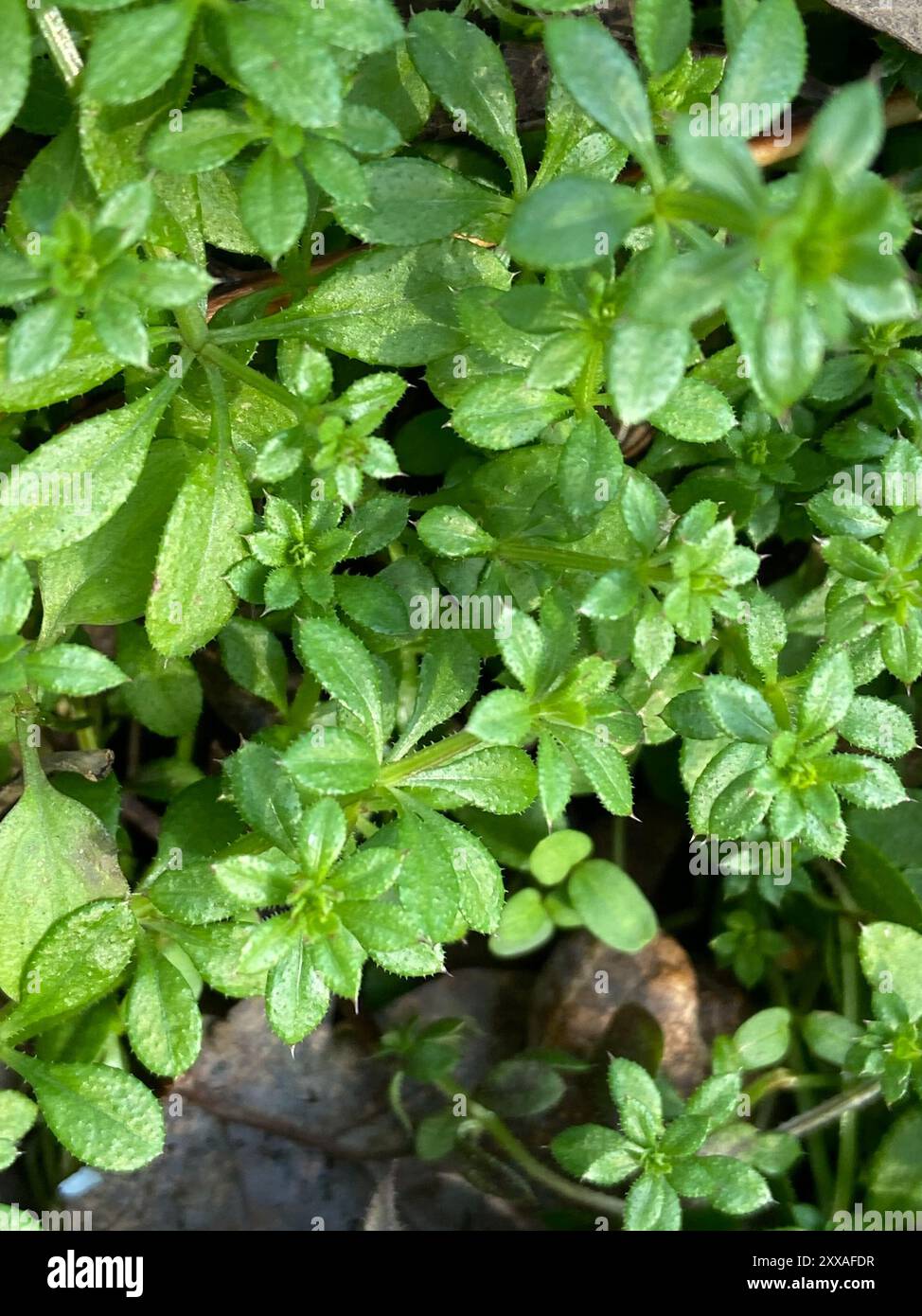 catchweed bedstraw (Galium aparine) Plantae Stock Photo - Alamy