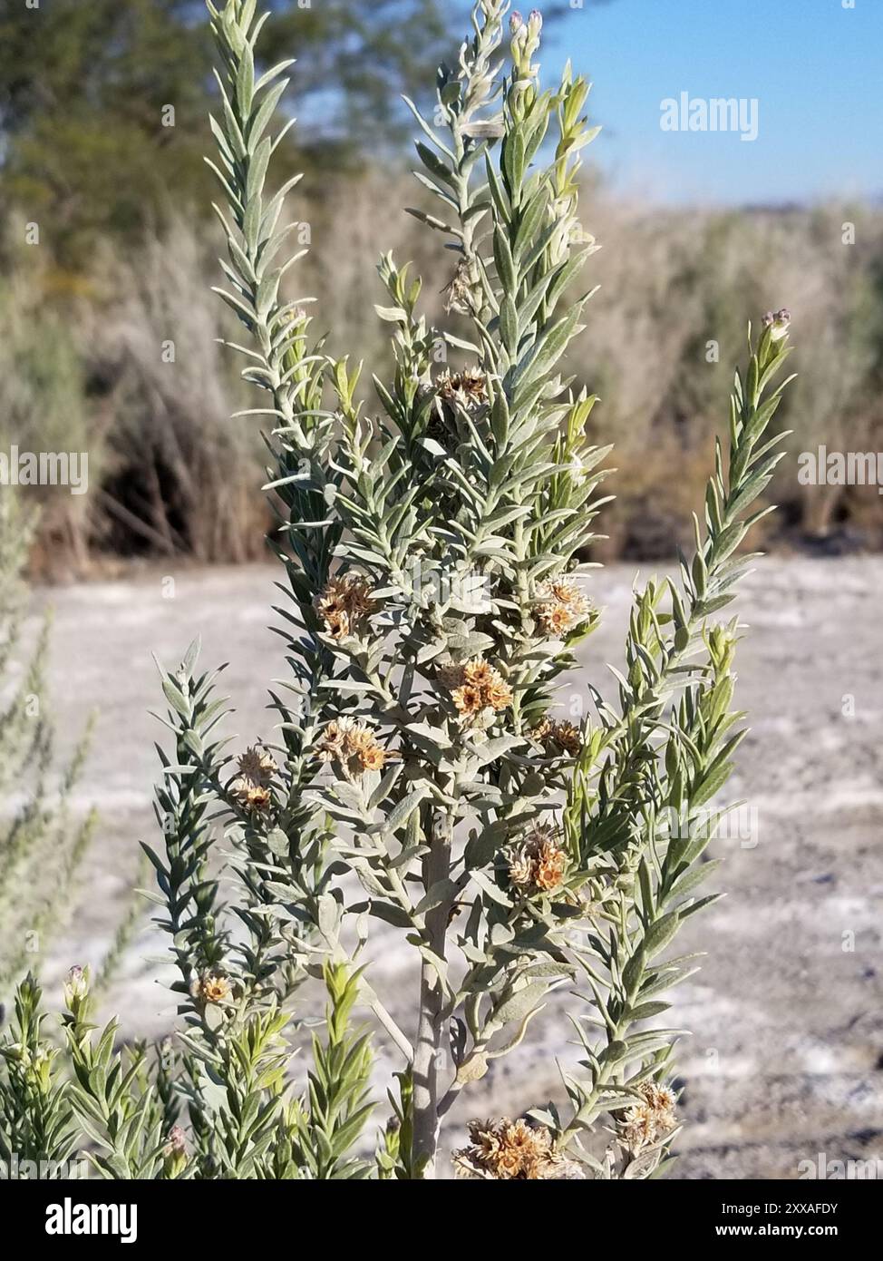 arrowweed (Pluchea sericea) Plantae Stock Photo - Alamy