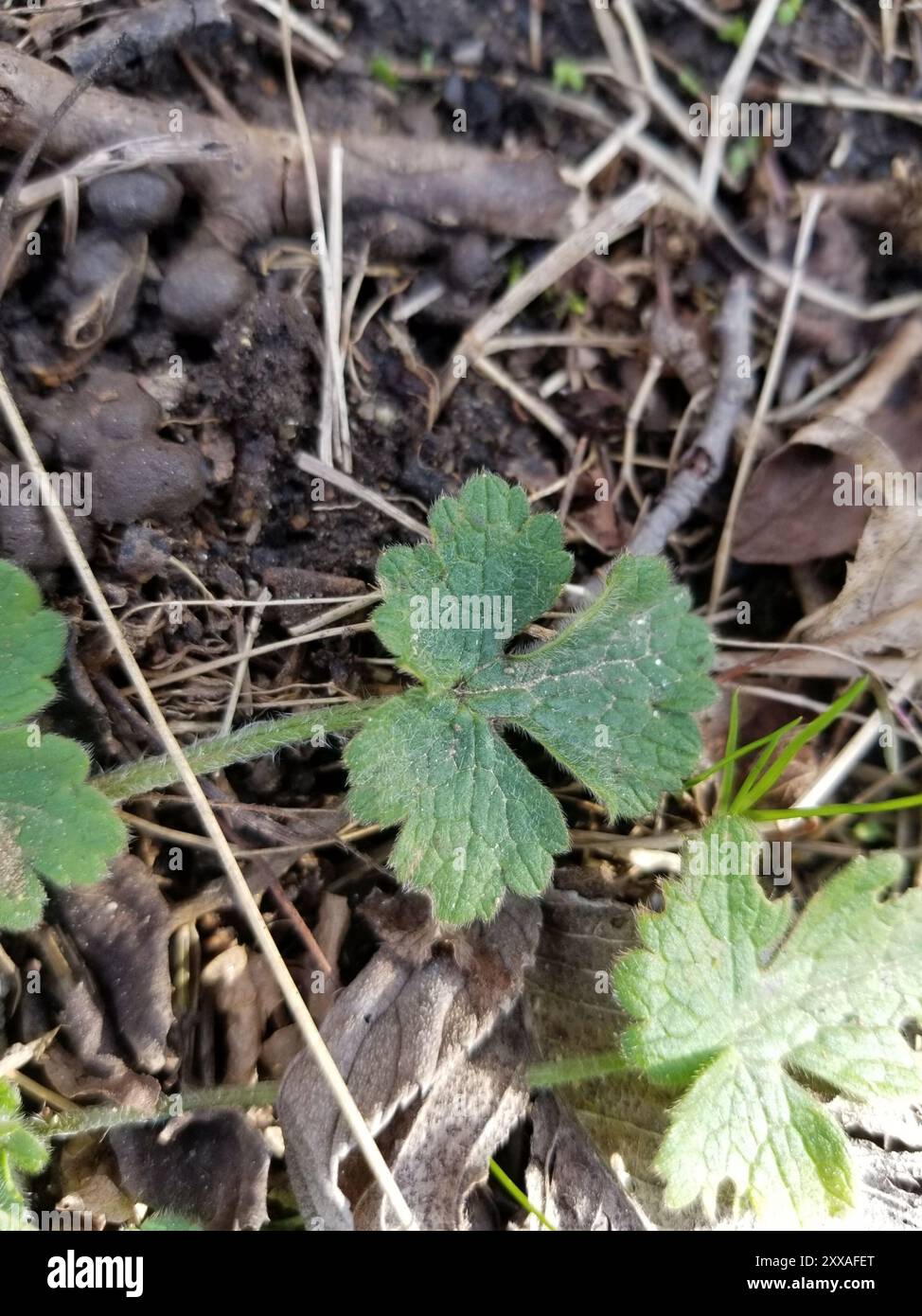 bulbous buttercup (Ranunculus bulbosus) Plantae Stock Photo - Alamy