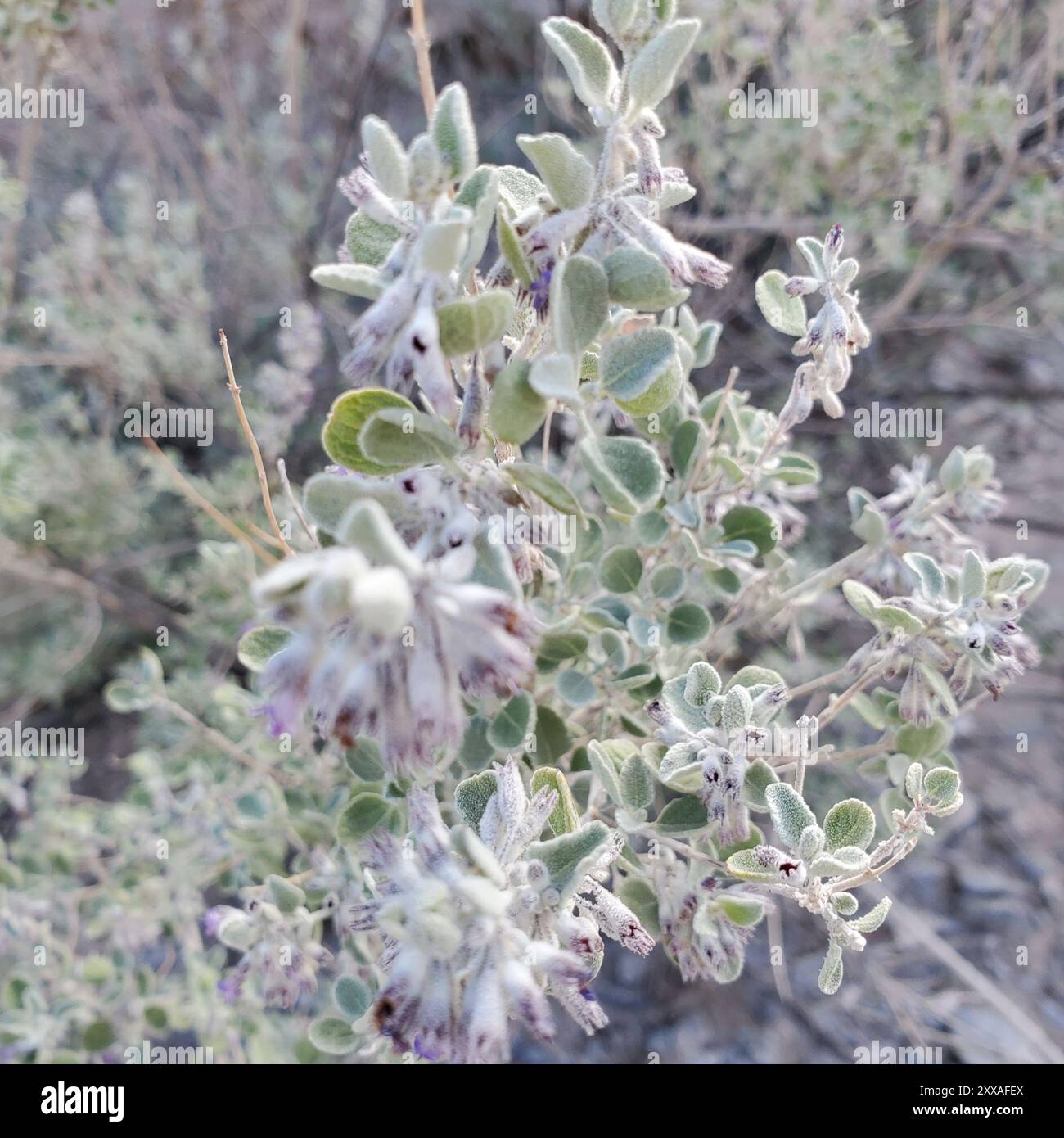 desert lavender (Condea emoryi) Plantae Stock Photo - Alamy
