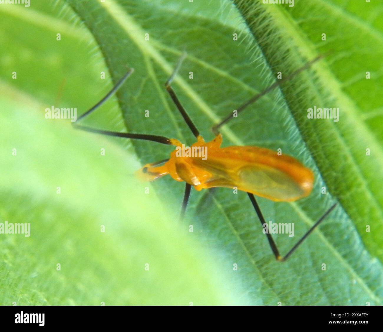 Milkweed Assassin Bug (Zelus longipes) Insecta Stock Photo - Alamy