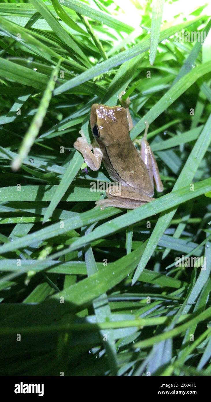 Montevideo Tree Frog (Boana pulchella) Amphibia Stock Photo - Alamy