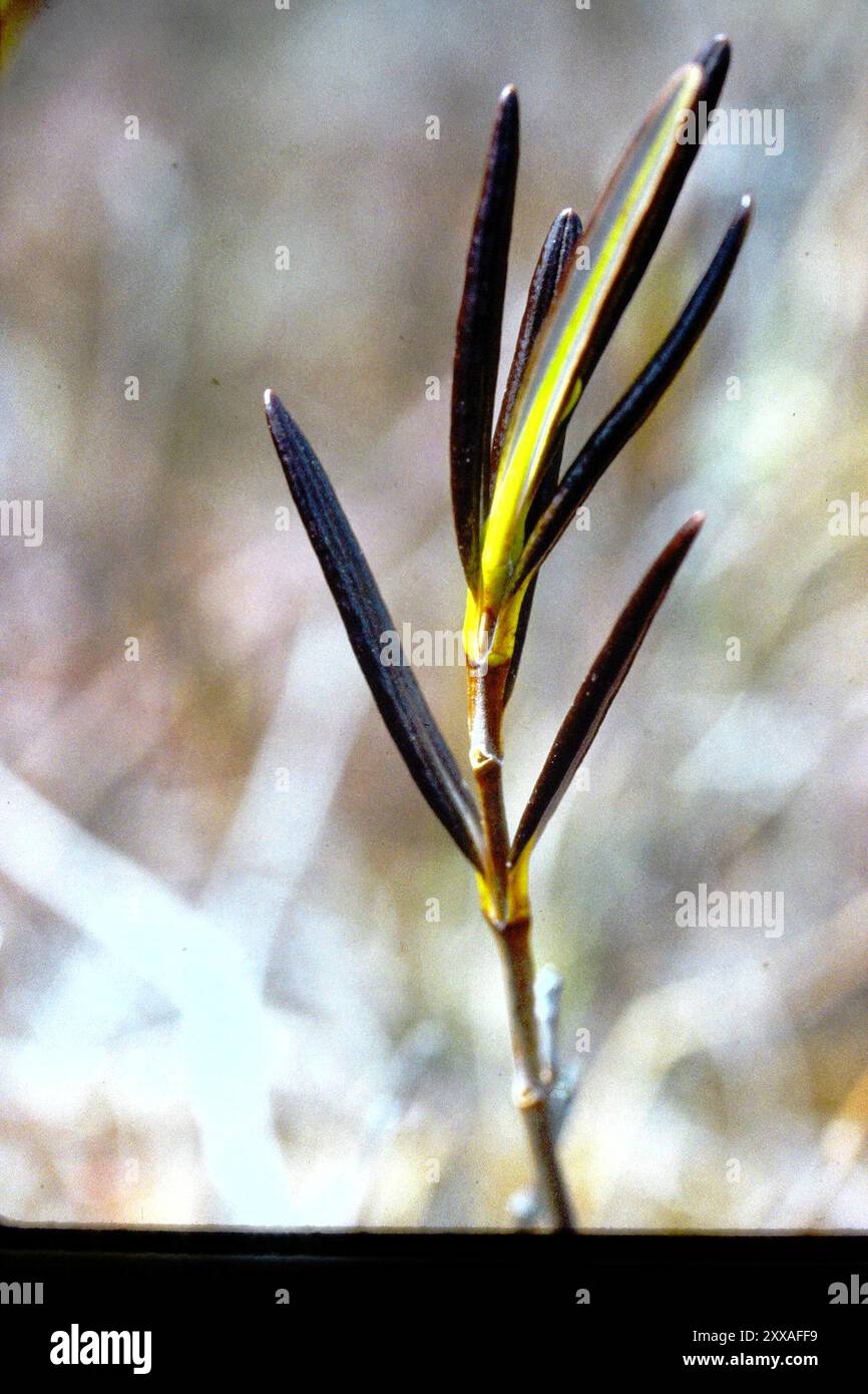Swamp Laurel (Kalmia polifolia) Plantae Stock Photo - Alamy