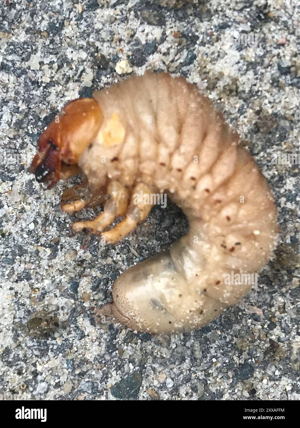 Figeater Beetle (Cotinis mutabilis) Insecta Stock Photo - Alamy