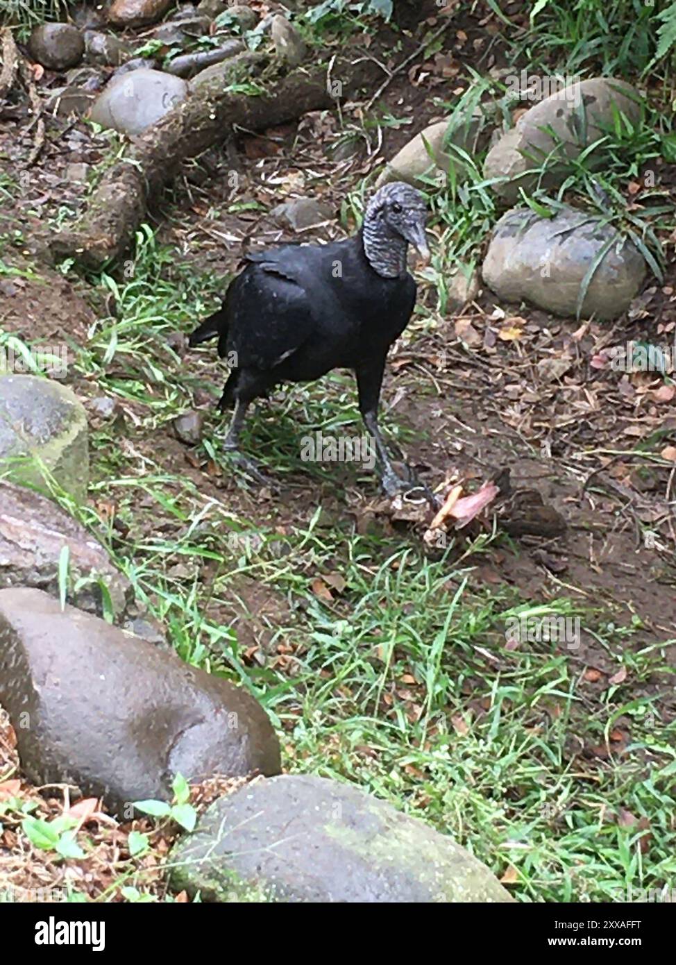 Black Vulture (Coragyps atratus) Aves Stock Photo - Alamy