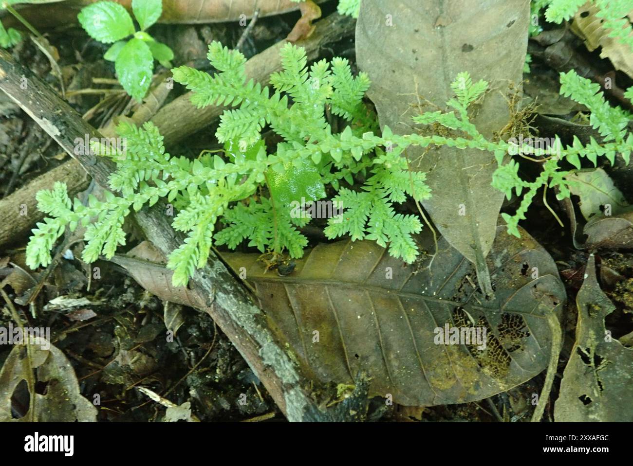 spikemosses (Selaginella) Plantae Stock Photo - Alamy