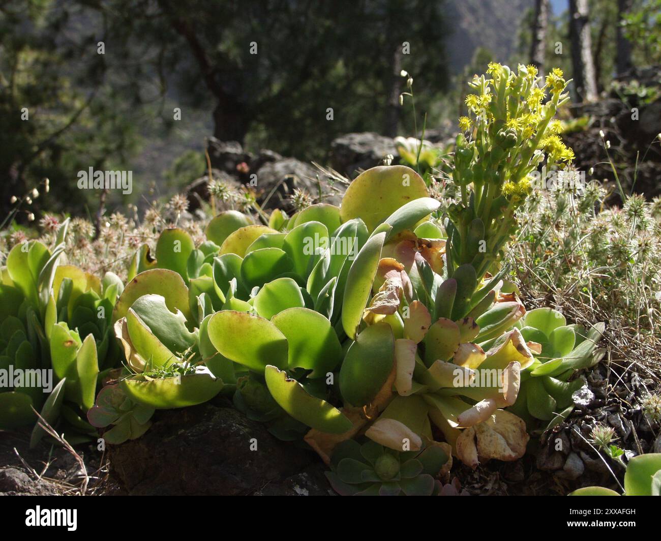 (Aeonium canariense christii) Plantae Stock Photo - Alamy