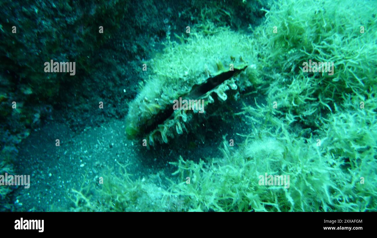 Spiny Fan Mussel (Pinna rudis) Mollusca Stock Photo - Alamy