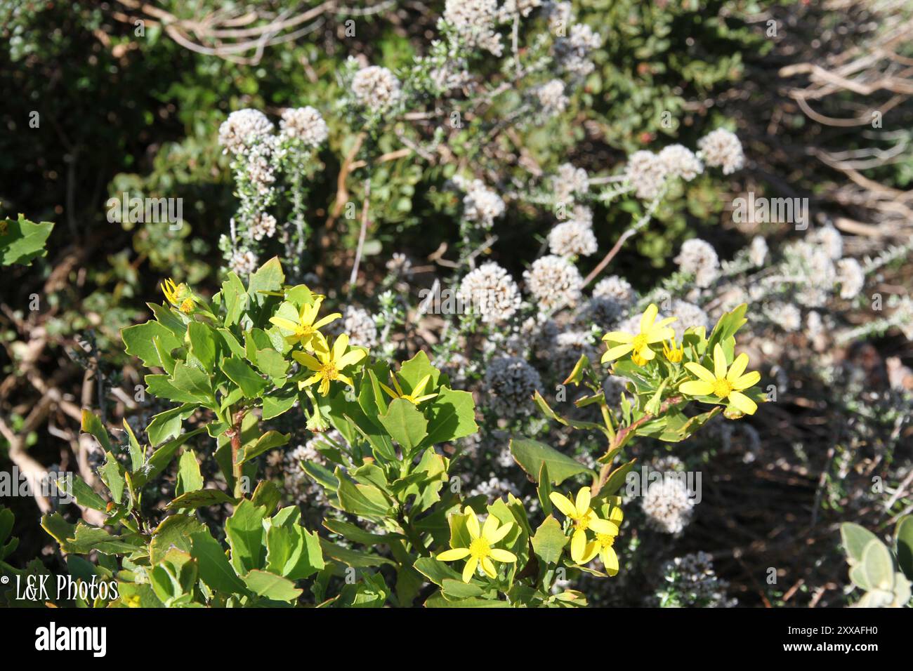 Bietou (Osteospermum moniliferum) Plantae Stock Photo - Alamy