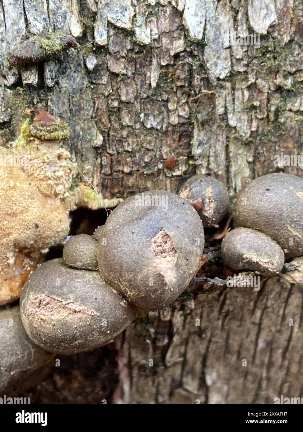 Wolf's Milk (Lycogala epidendrum) Protozoa Stock Photo - Alamy
