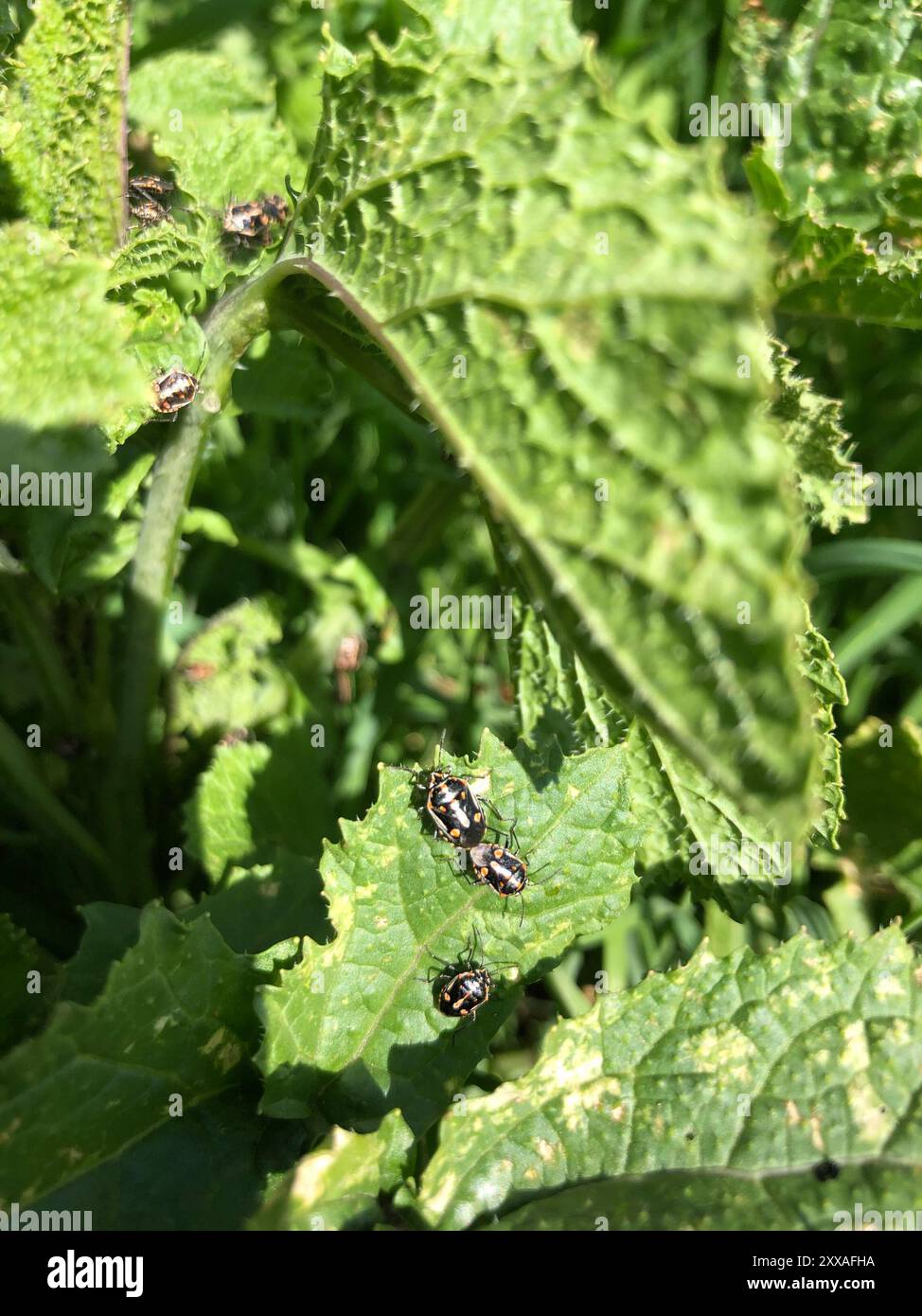 Bagrada Bug (Bagrada hilaris) Insecta Stock Photo - Alamy