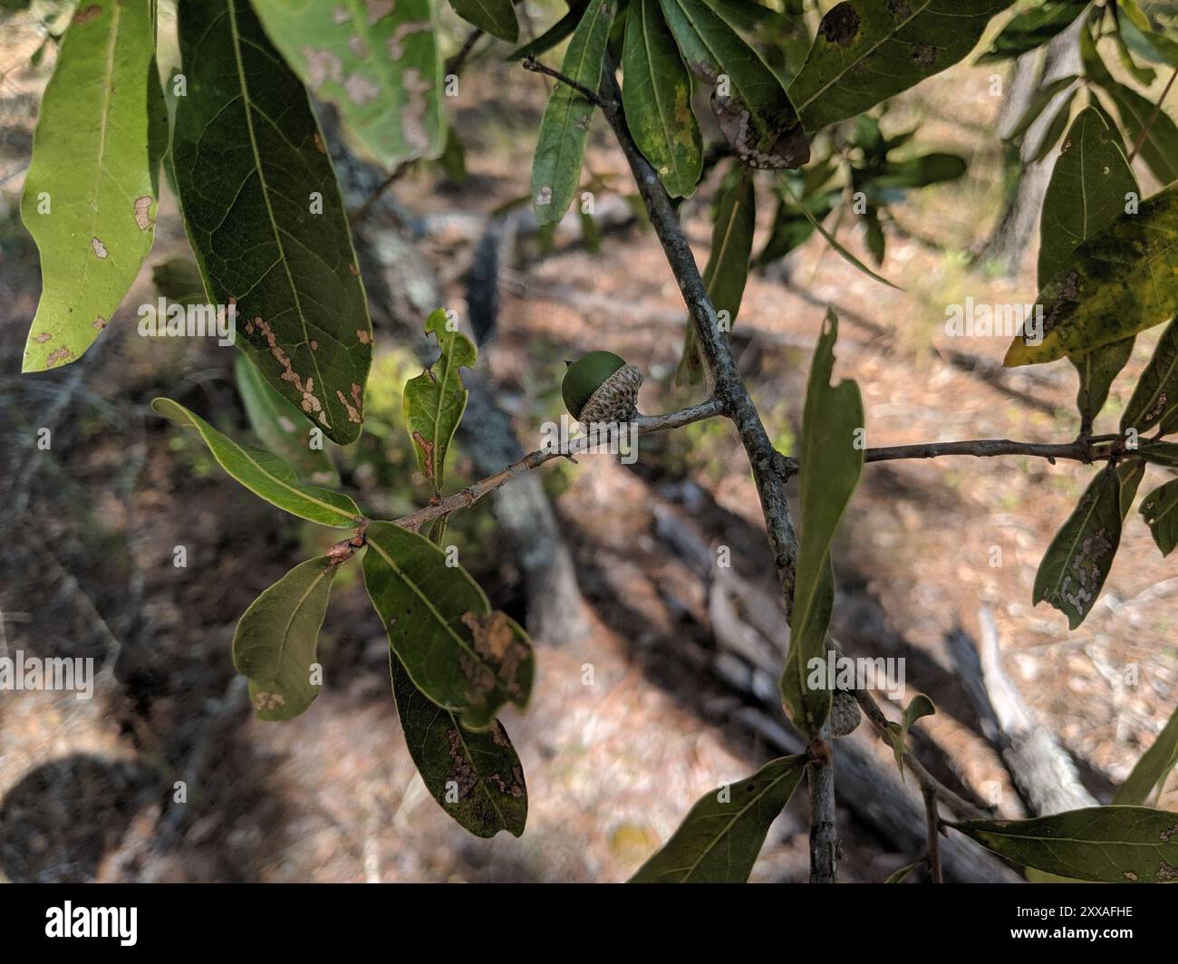 bluejack oak (Quercus incana) Plantae Stock Photo - Alamy
