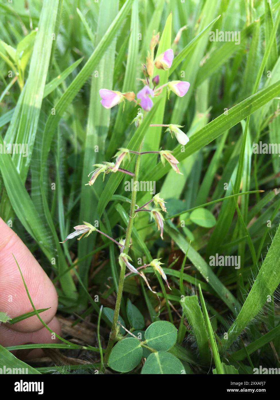 manayupa (Desmodium molliculum) Plantae Stock Photo - Alamy