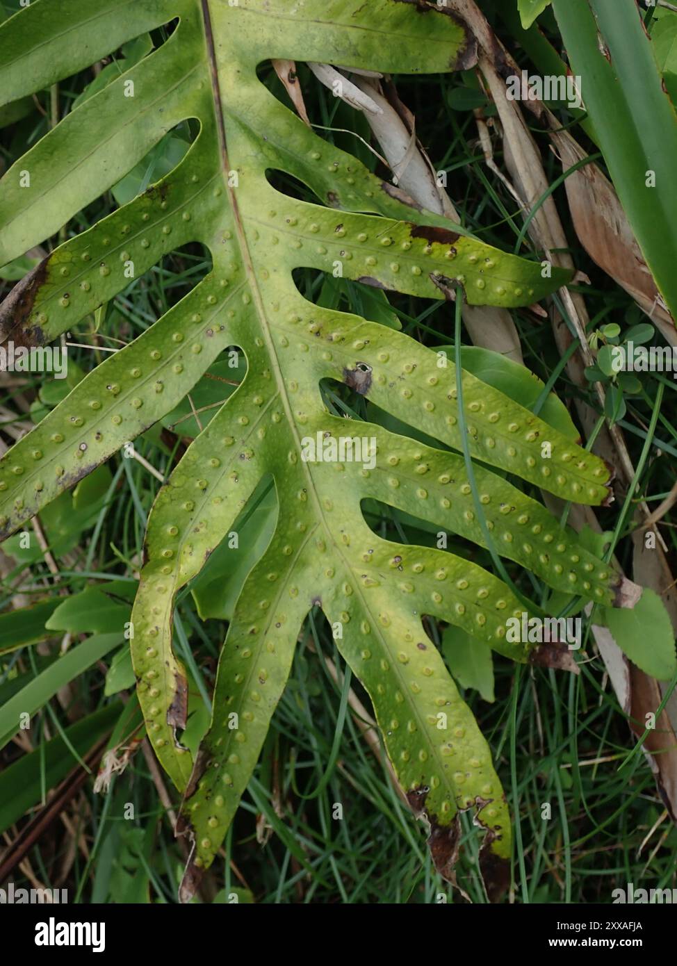 monarch fern (Microsorum scolopendria) Plantae Stock Photo - Alamy