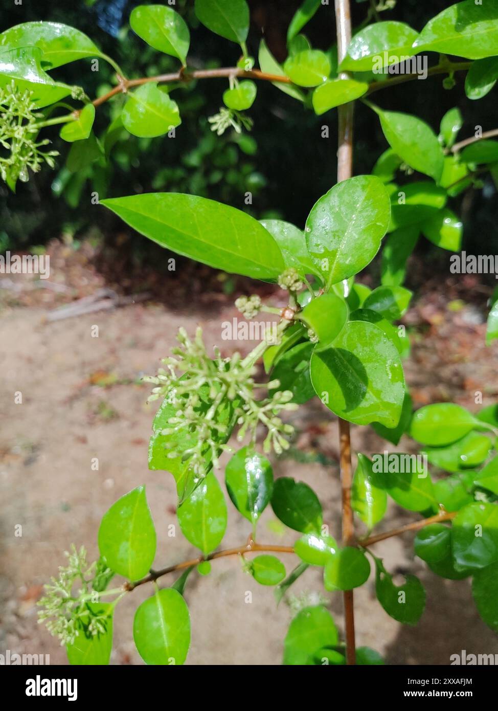 Native Bougainvillea (Pisonia aculeata) Plantae Stock Photo - Alamy