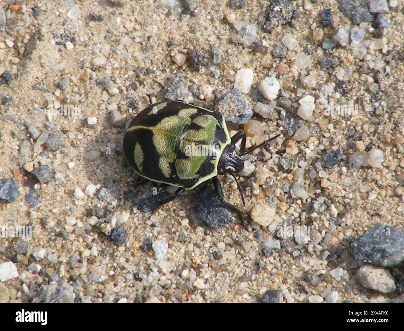 Common Voodoo Shieldbug (Deroplax silphoides) Insecta Stock Photo - Alamy