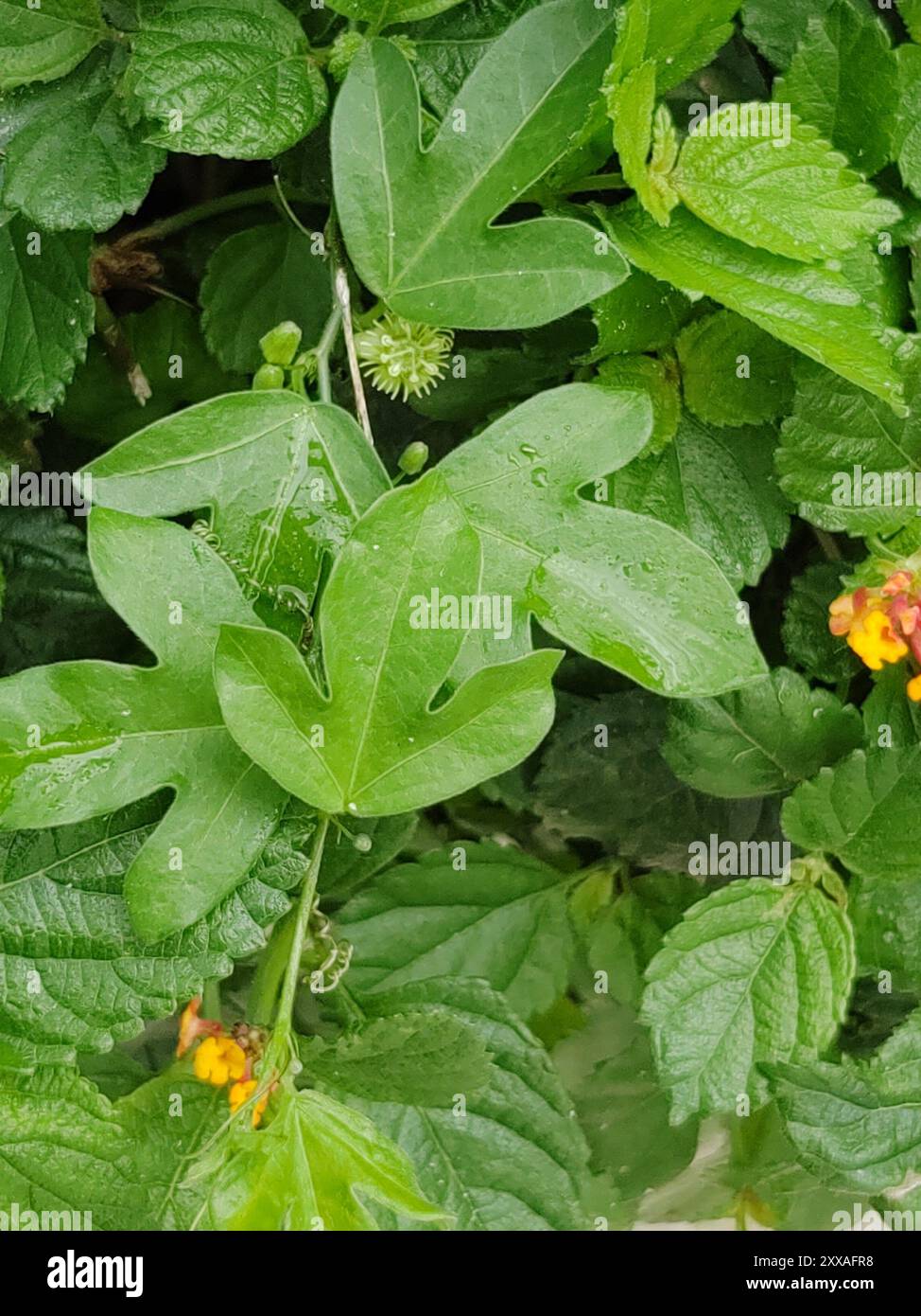 corkystem passionflower (Passiflora suberosa) Plantae Stock Photo - Alamy