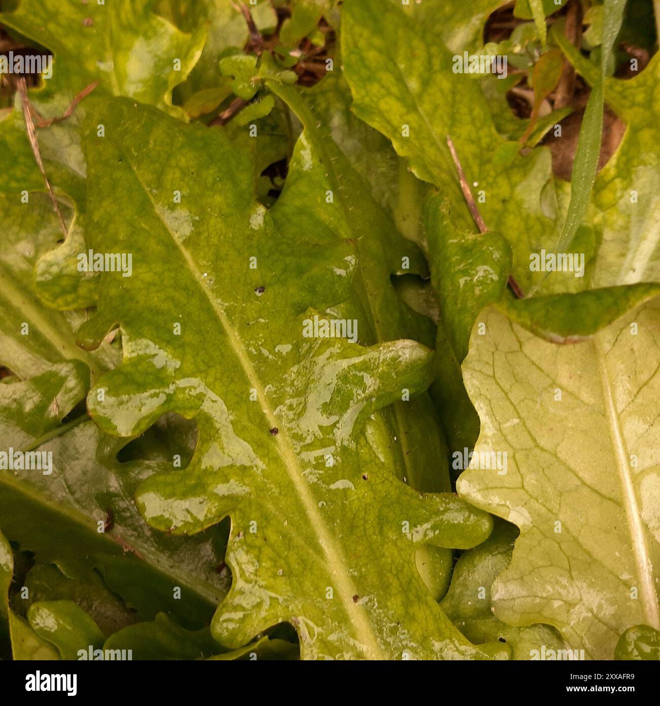 Common Cat's-ear (Hypochaeris radicata) Plantae Stock Photo - Alamy