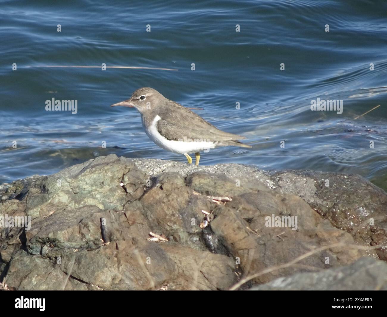 Spotted Sandpiper (Actitis macularius) Aves Stock Photo - Alamy