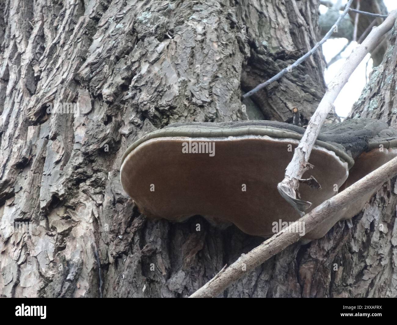 Willow Bracket (Phellinus igniarius) Fungi Stock Photo - Alamy