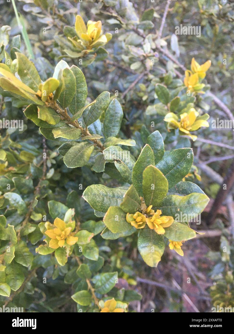 dicots (Magnoliopsida) Plantae Stock Photo - Alamy