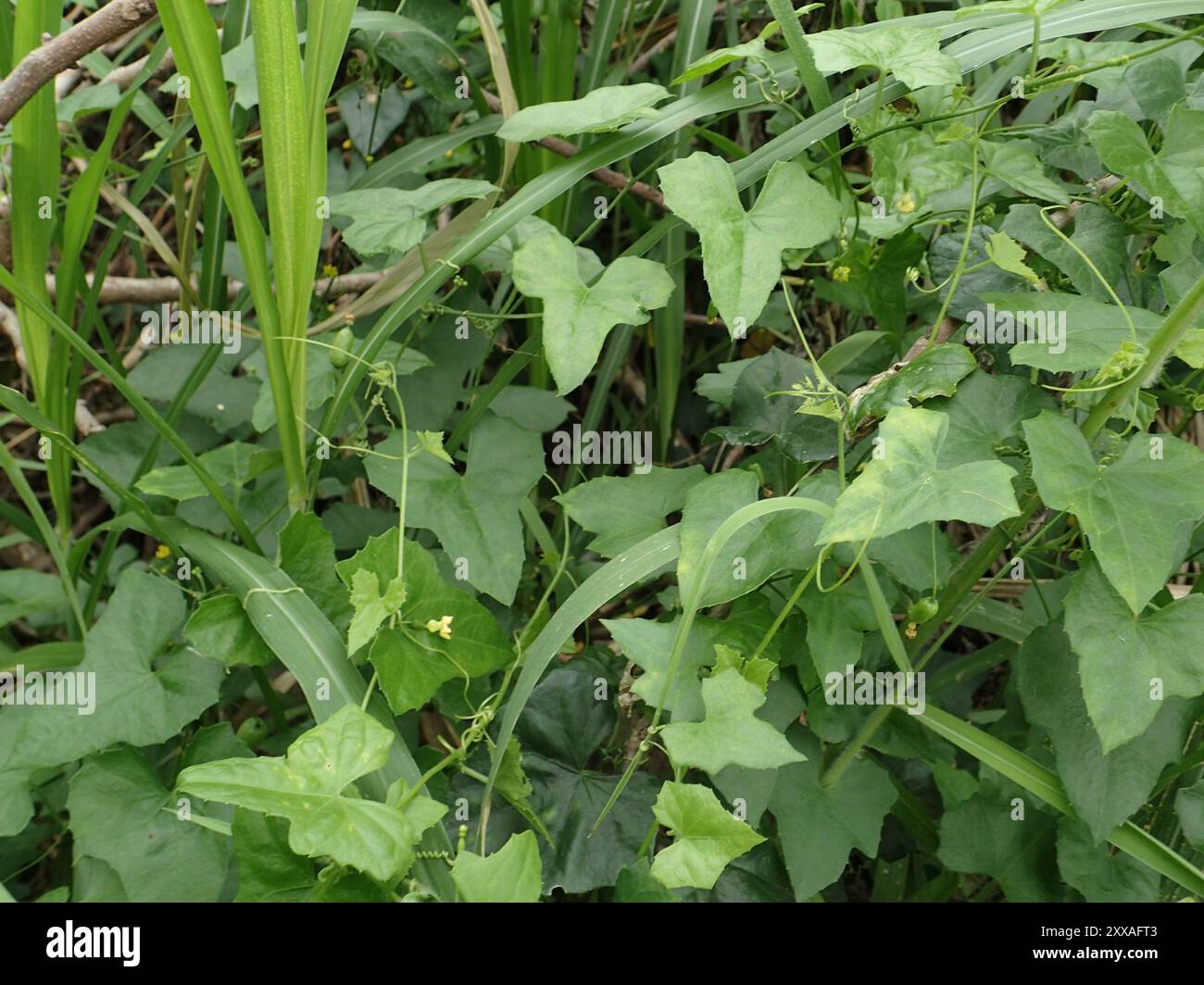 creeping cucumber (Melothria pendula) Plantae Stock Photo - Alamy