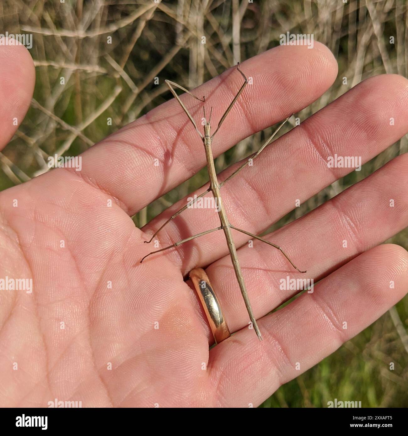 Short-horn Walkingsticks (Parabacillus) Insecta Stock Photo - Alamy
