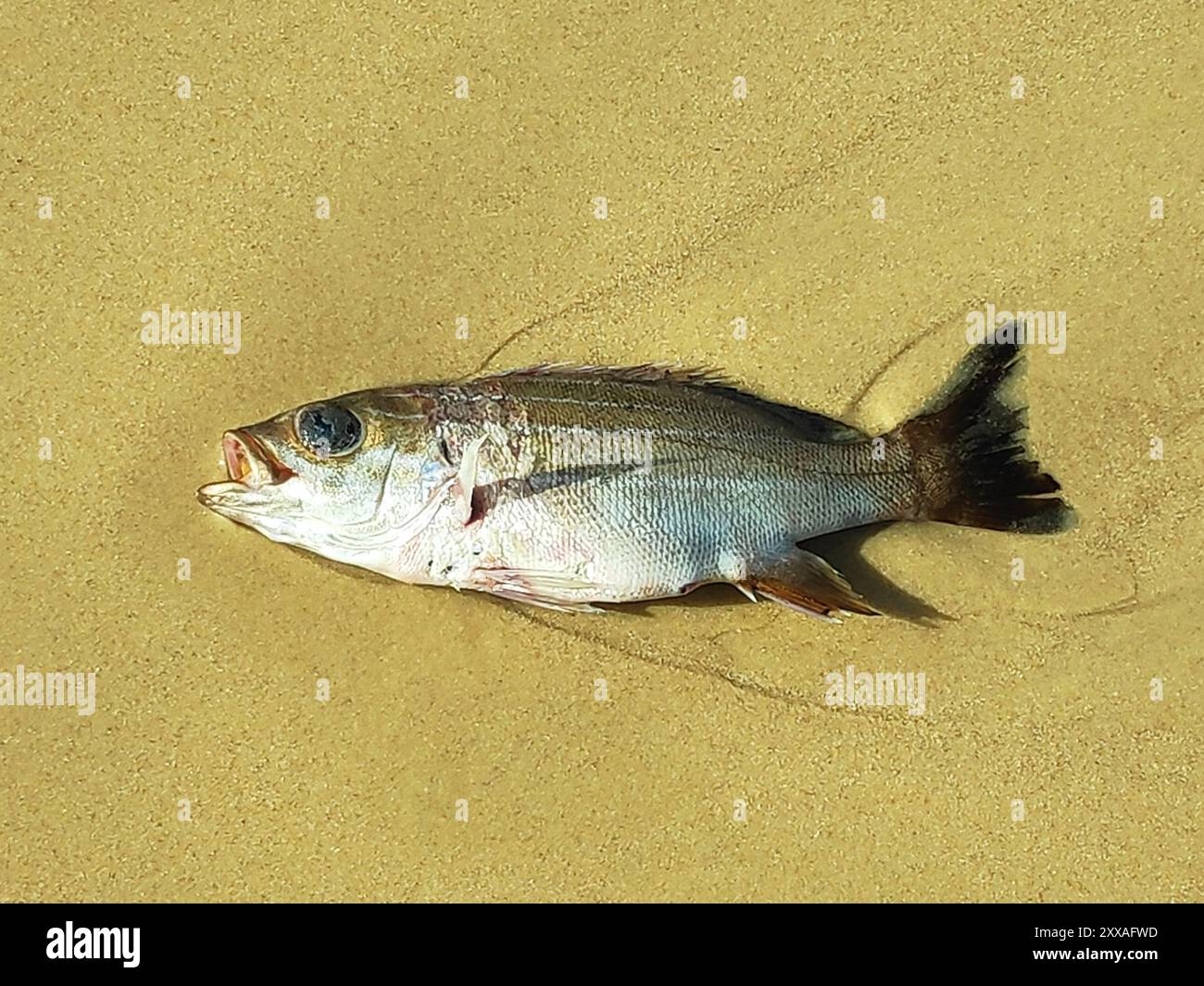 African Striped Grunt (Parapristipoma octolineatum) Actinopterygii ...