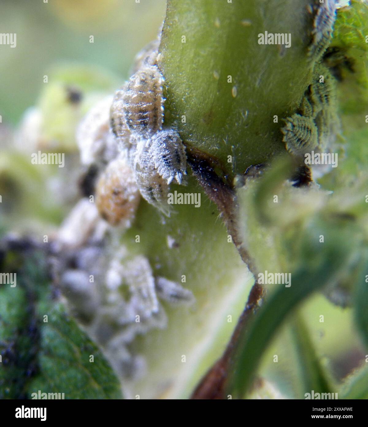 Mealybugs (Pseudococcidae) Insecta Stock Photo - Alamy