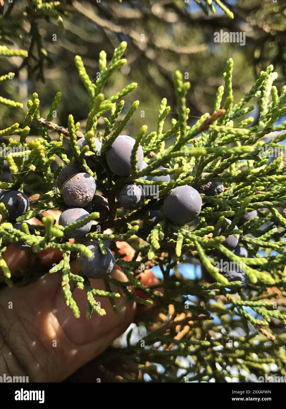 Ashe juniper (Juniperus ashei) Plantae Stock Photo - Alamy