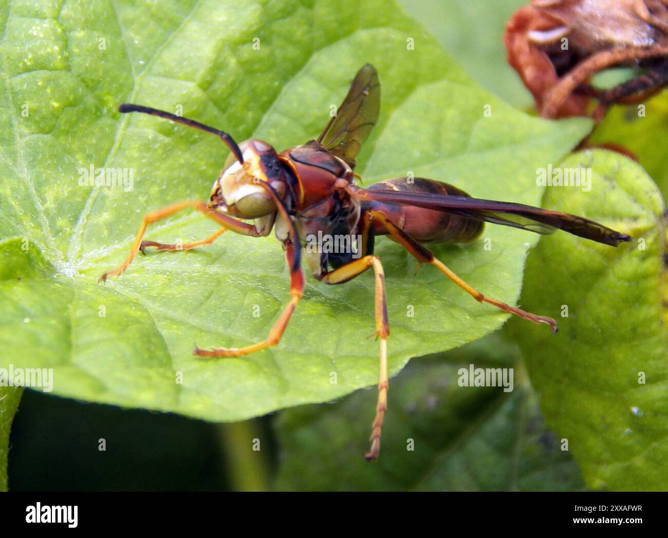 Northern Paper Wasp (Polistes fuscatus) Insecta Stock Photo - Alamy