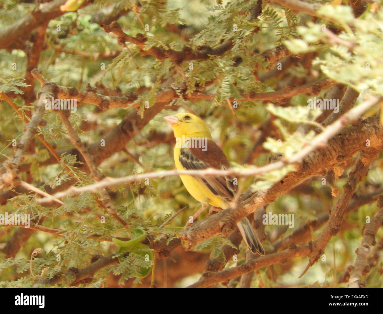 Passer luteus hi-res stock photography and images - Alamy