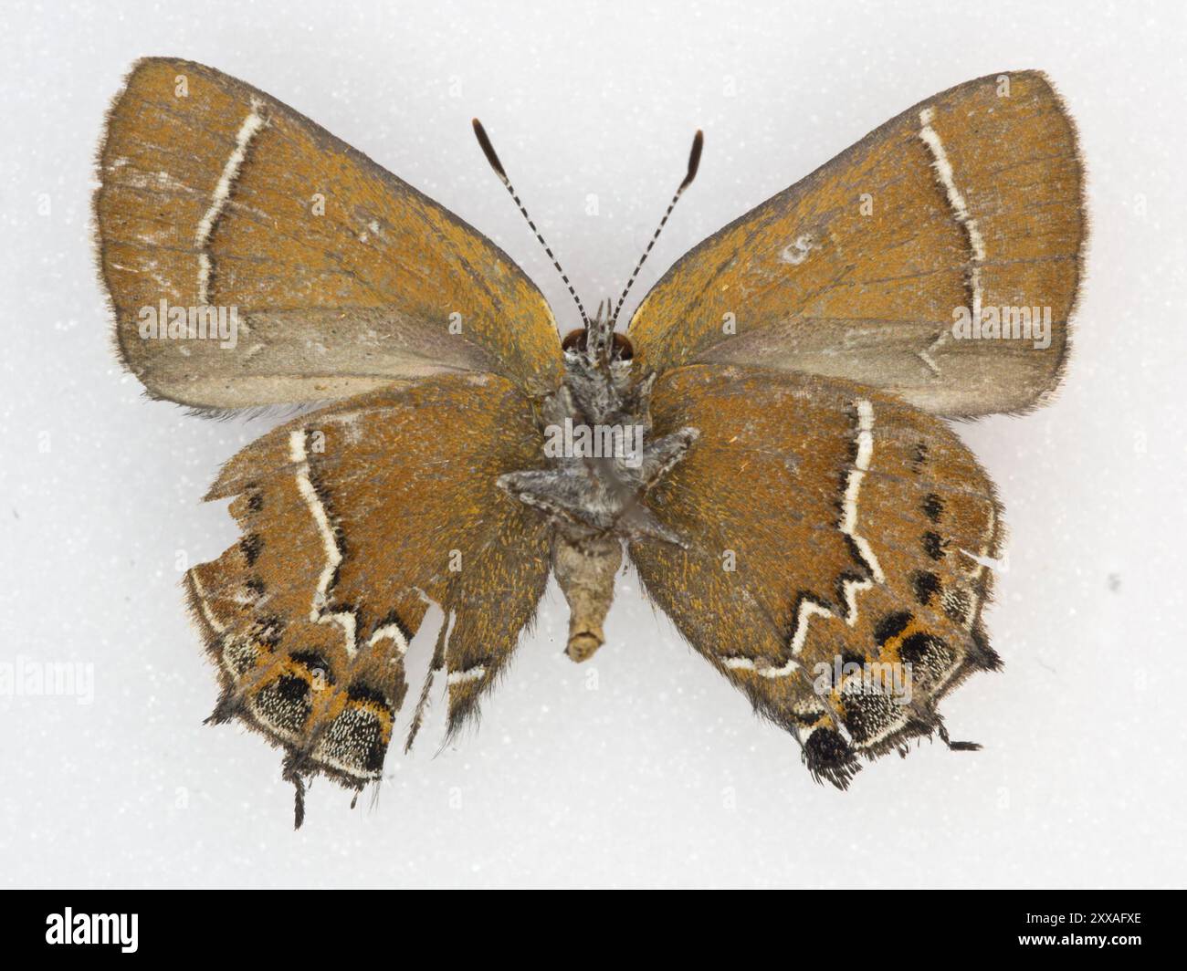 Callophrys spinetorum hi-res stock photography and images - Alamy