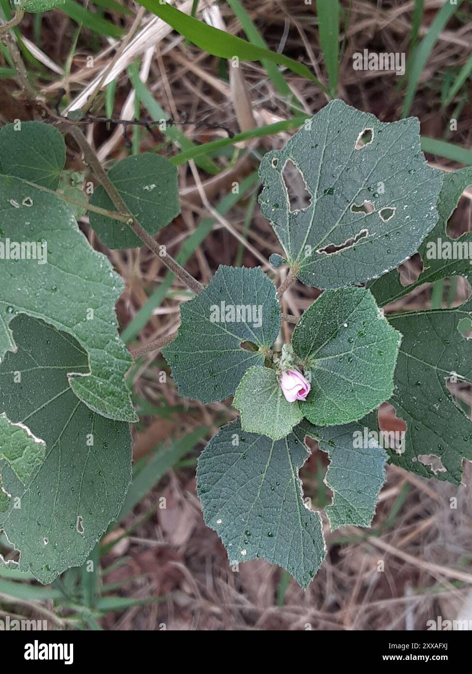 Caesar weed (Urena lobata) Plantae Stock Photo - Alamy