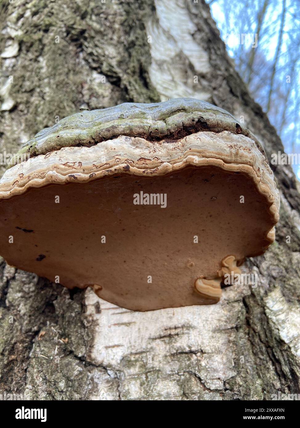 Hoof Fungus (Fomes fomentarius) Fungi Stock Photo - Alamy