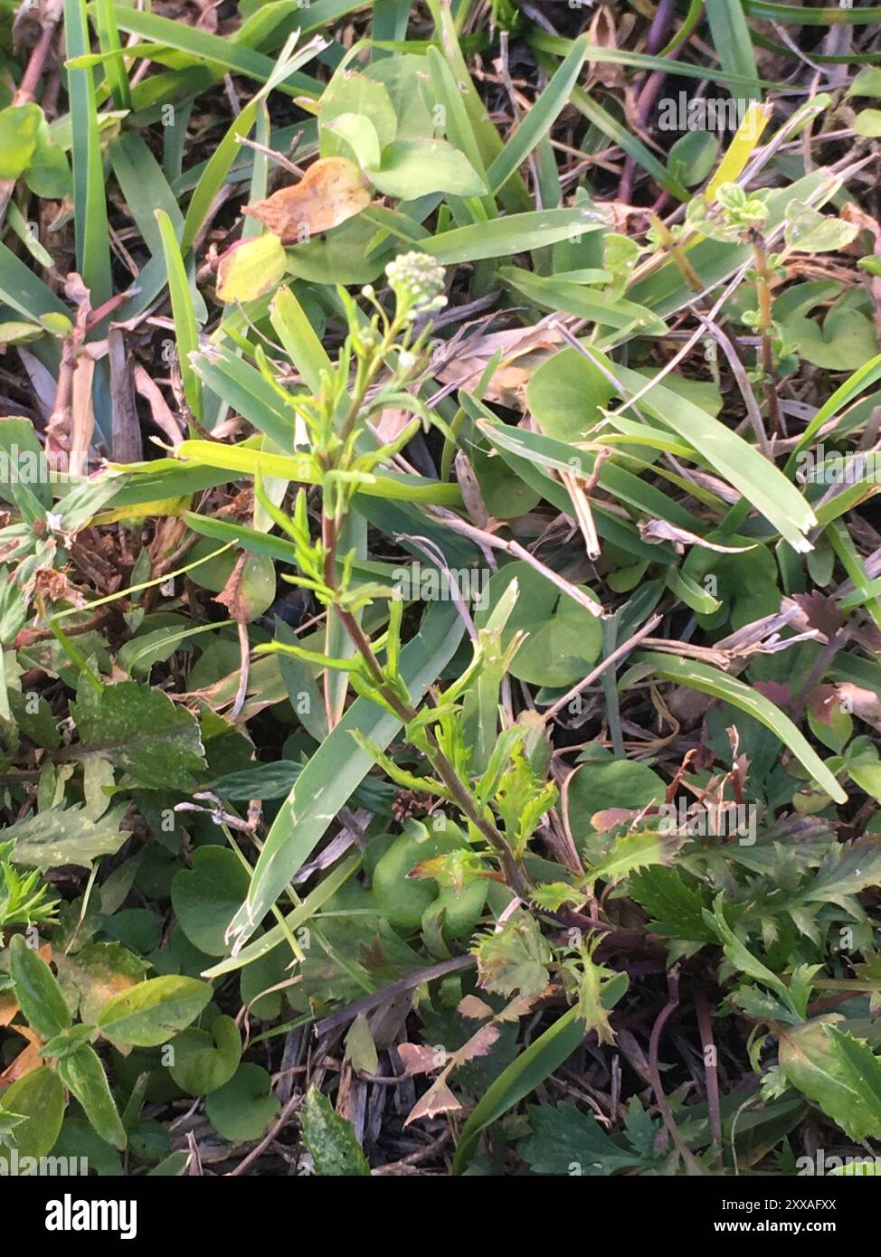 mustard family (Brassicaceae) Plantae Stock Photo - Alamy