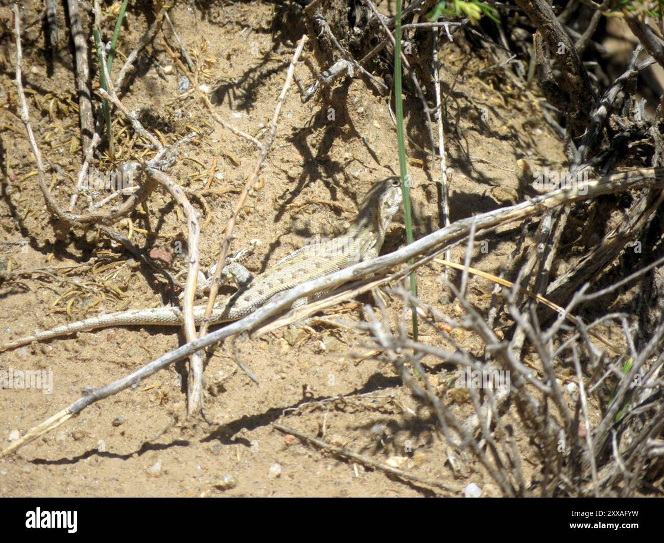 Quilmes Smooth-throated Lizard (Liolaemus quilmes) Reptilia Stock Photo ...