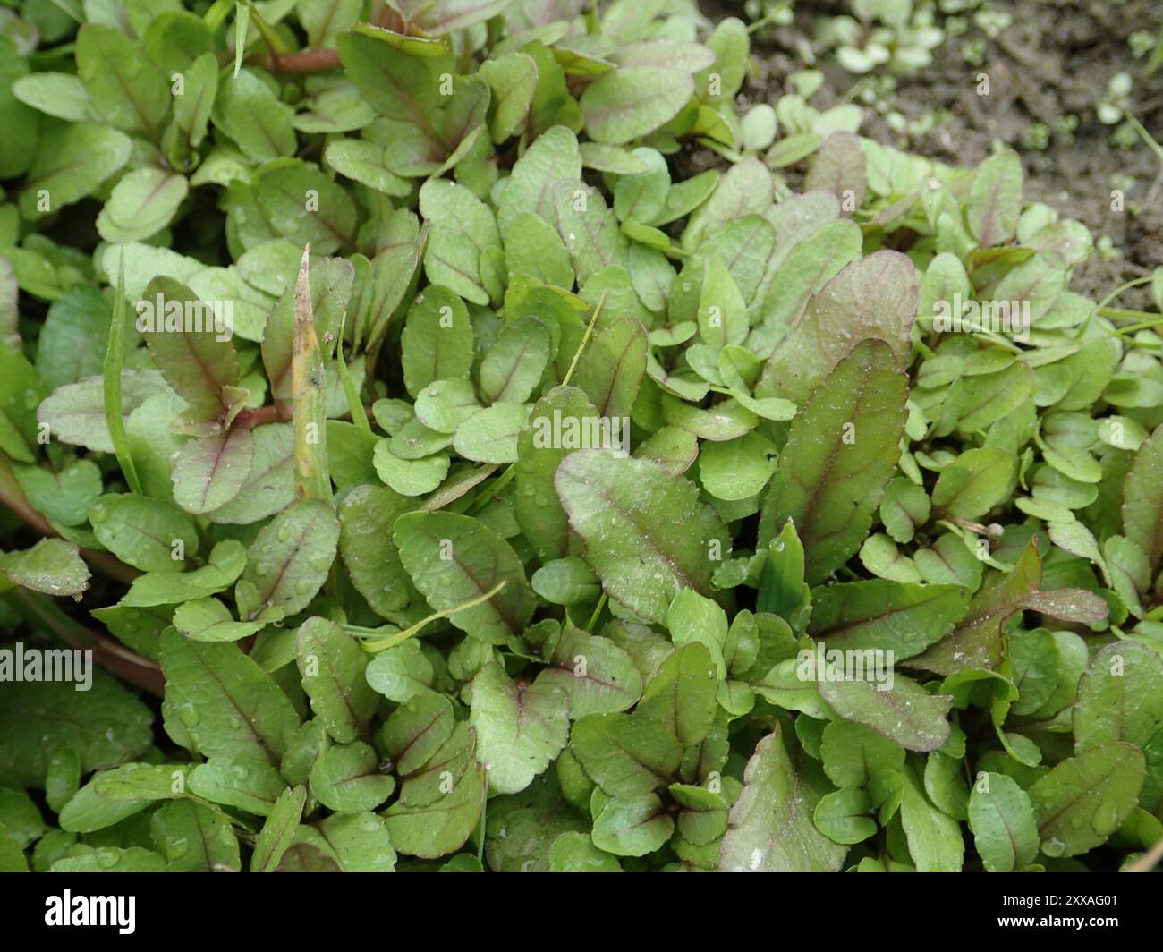 Wavy-Leaf Speedwell (Veronica undulata) Plantae Stock Photo - Alamy