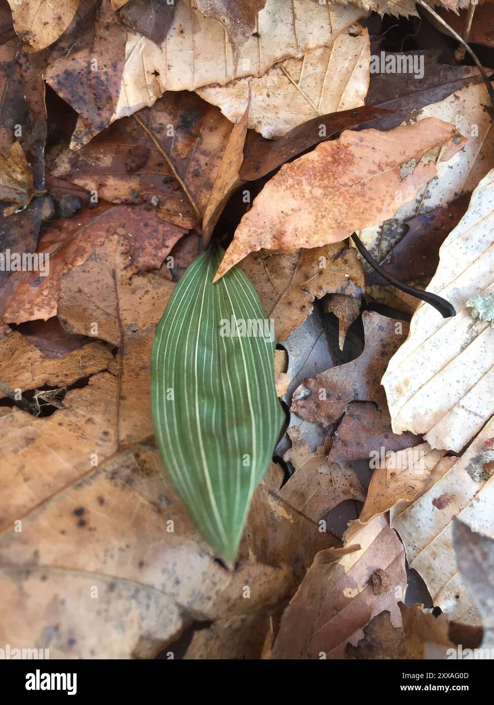 putty root (Aplectrum hyemale) Plantae Stock Photo - Alamy