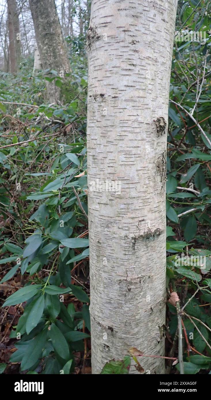 birch family (Betulaceae) Plantae Stock Photo - Alamy