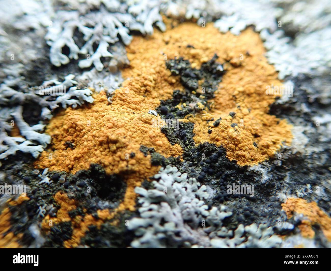Polycauliona hi-res stock photography and images - Alamy