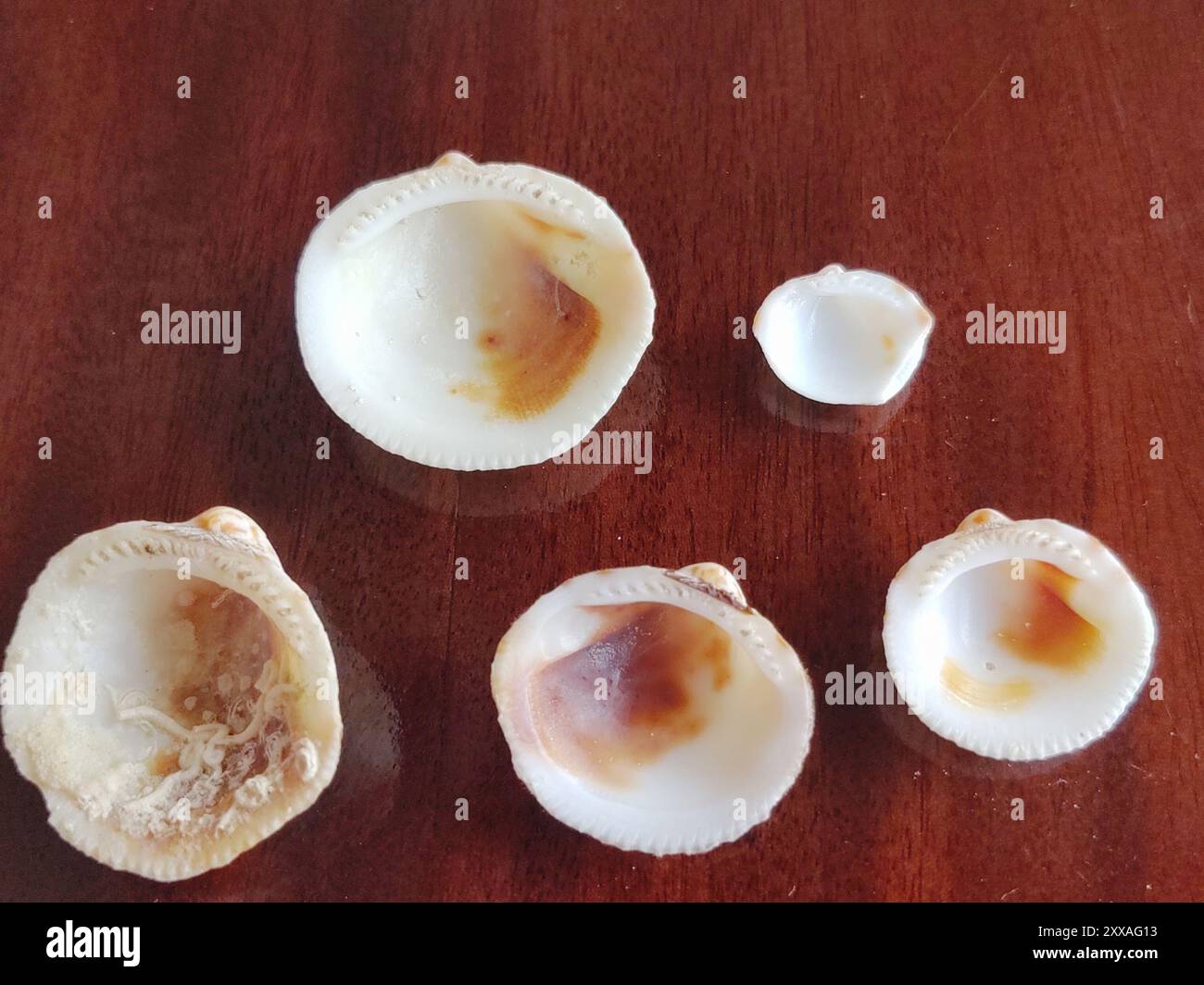 Atlantic bittersweet clam (Glycymeris undata) Mollusca Stock Photo - Alamy