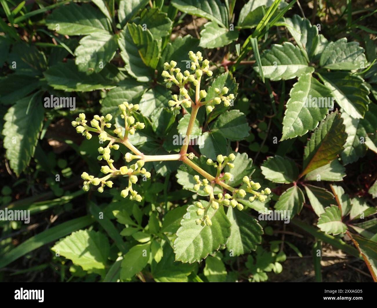 Bushkiller (Causonis japonica) Plantae Stock Photo - Alamy