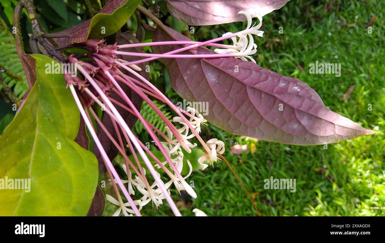 Starburst Bush (Clerodendrum quadriloculare) Plantae Stock Photo - Alamy