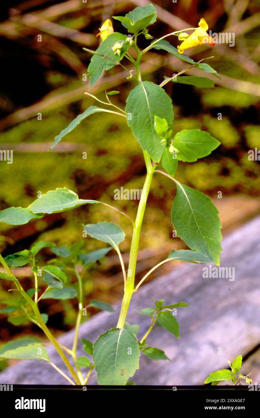 common jewelweed (Impatiens capensis) Plantae Stock Photo - Alamy