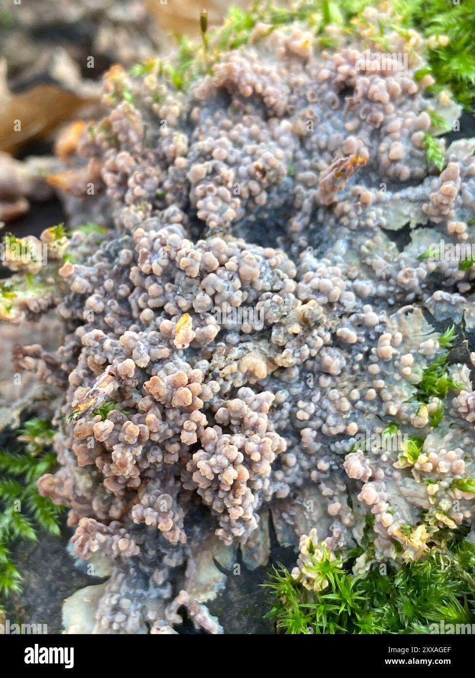 Wrinkled Crust (Phlebia radiata) Fungi Stock Photo - Alamy
