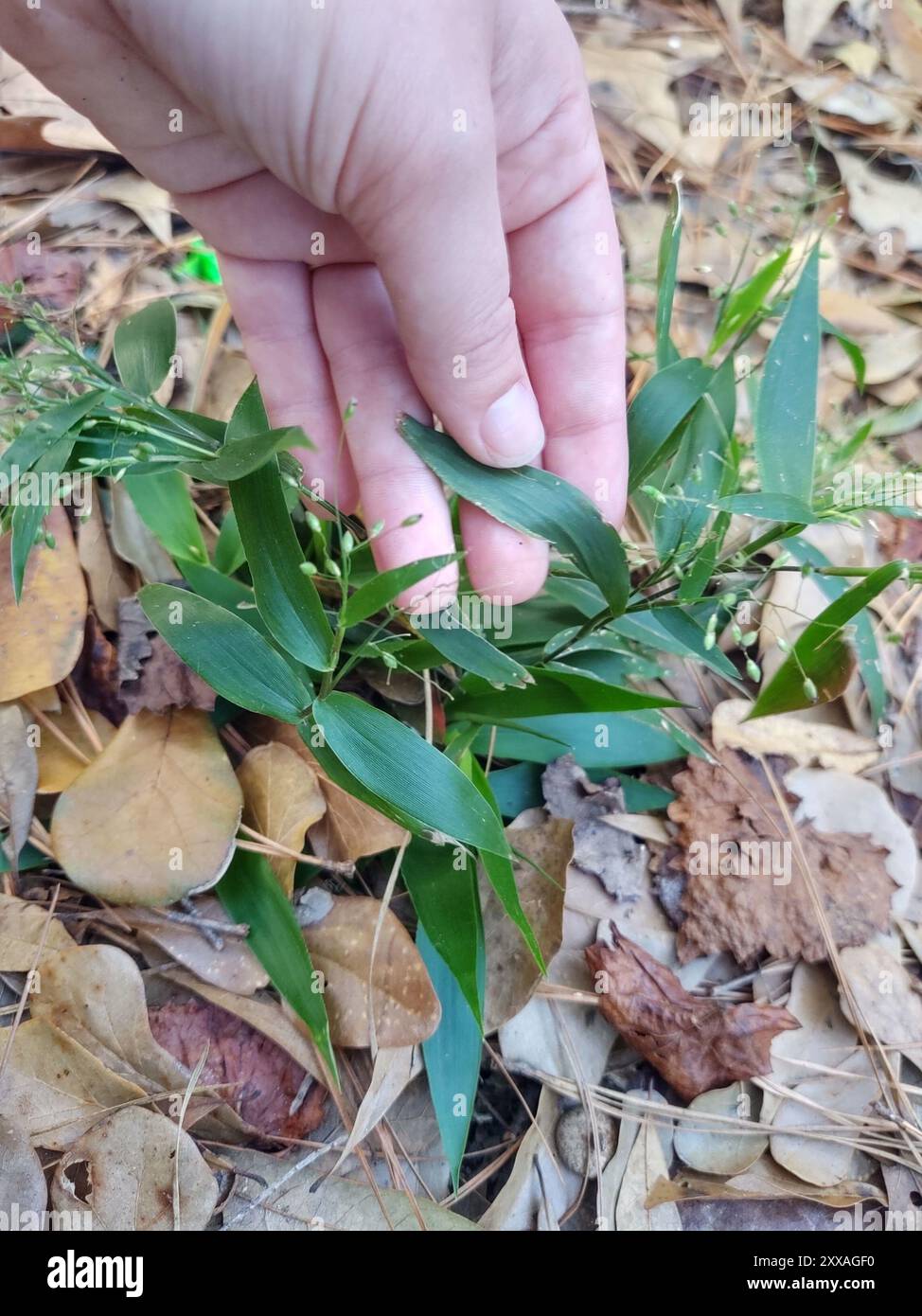 variable witchgrass (Dichanthelium commutatum) Plantae Stock Photo - Alamy