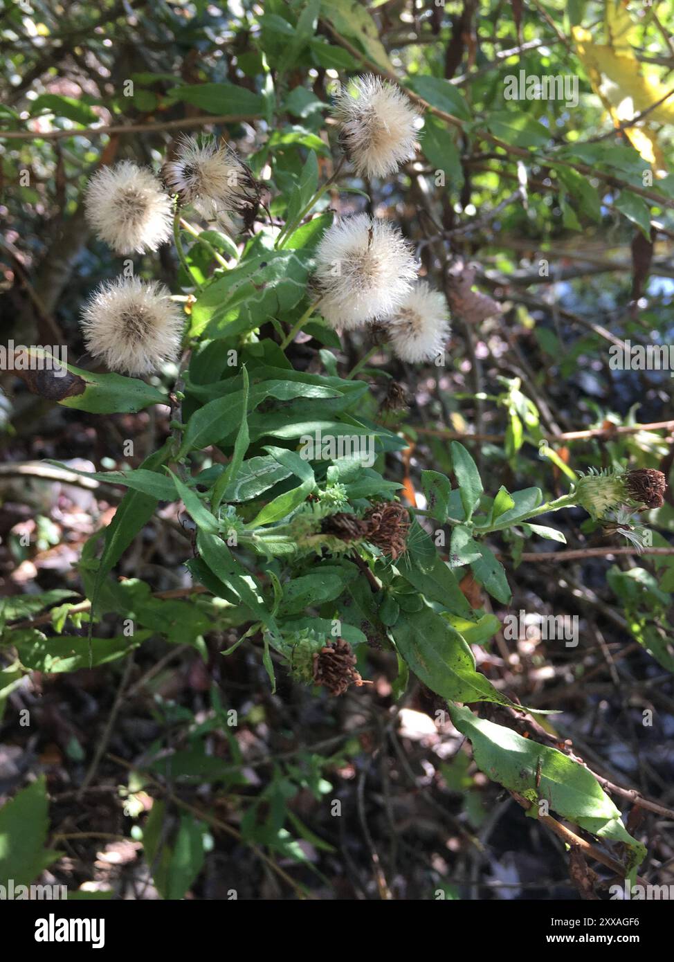 Climbing Aster (Ampelaster carolinianus) Plantae Stock Photo - Alamy